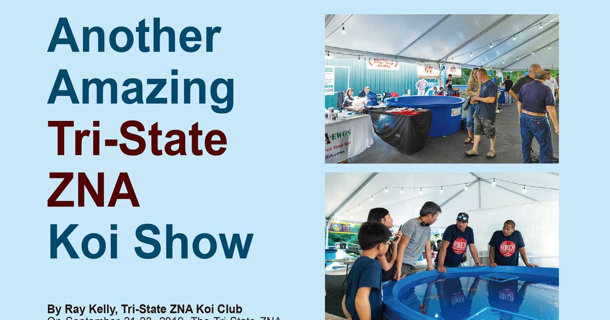 Another Amazing Tri-State ZNA Koi Show | Zen Nippon Airinkai
