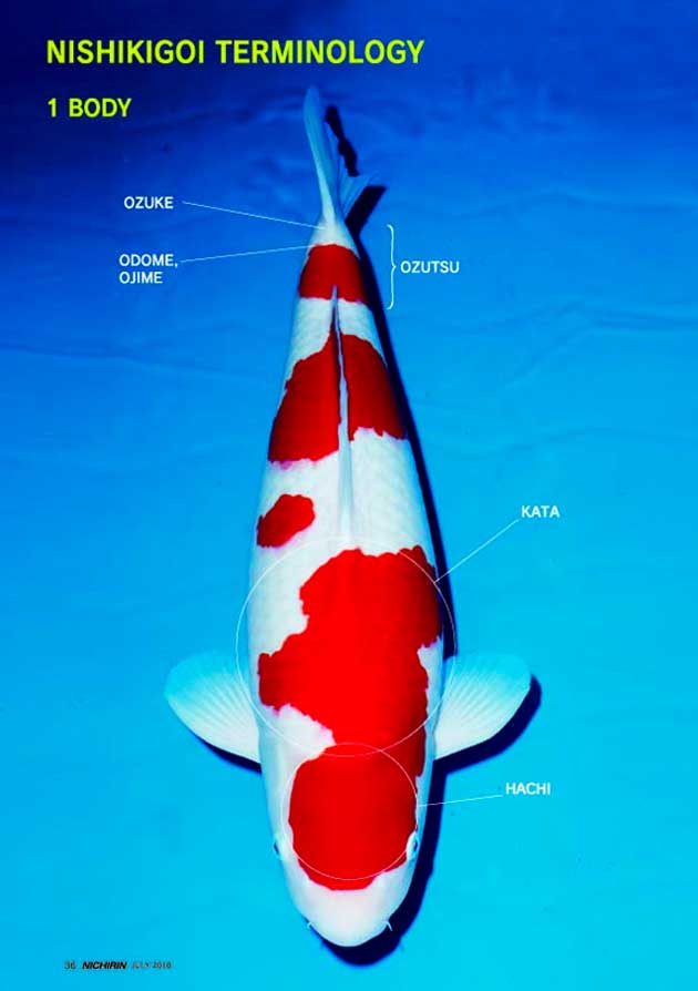 NISHIKIGOI TERMINOLOGY 1 BODY | Zen Nippon Airinkai