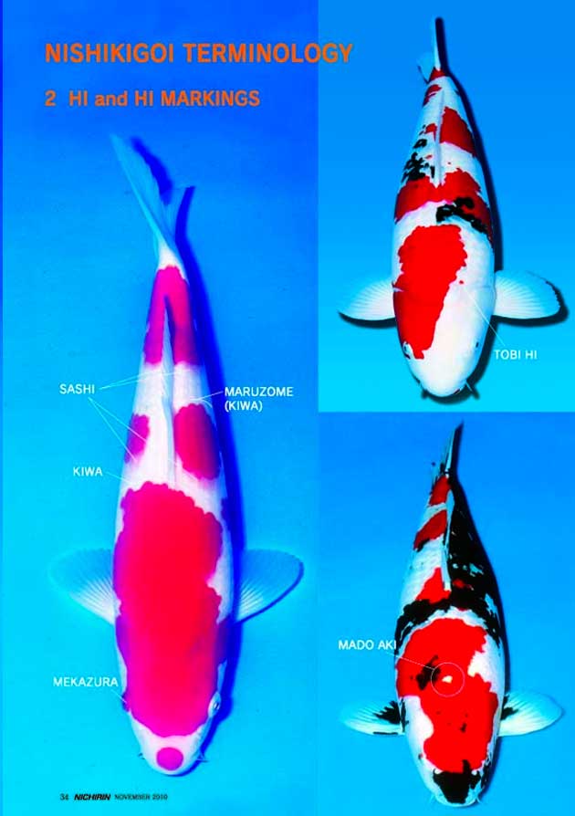 NISHIKIGOI TERMINOLOGY 2 HI and HI MARKINGS | Zen Nippon Airinkai