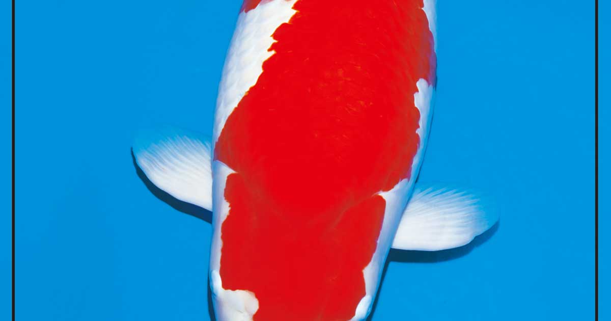 The 1st place Kohaku : S Legend | Zen Nippon Airinkai