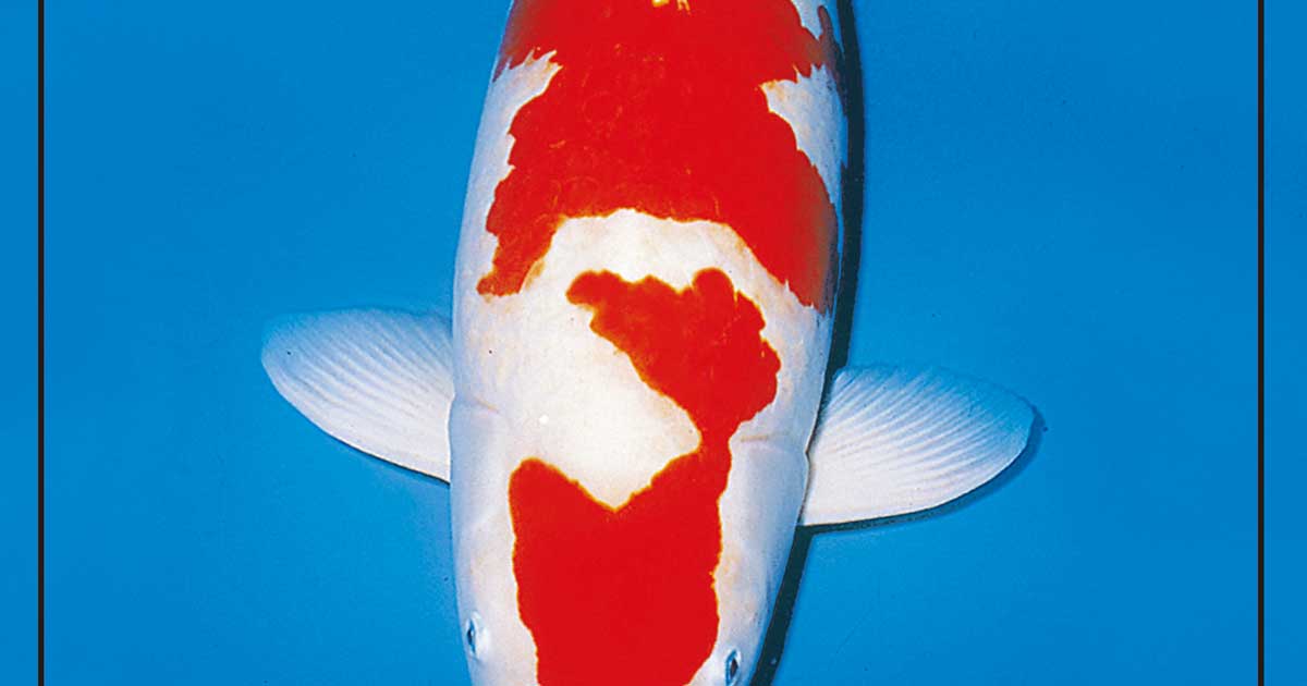 The 6th place Kohaku : Diana | Zen Nippon Airinkai