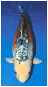 SHUSUI | Zen Nippon Airinkai