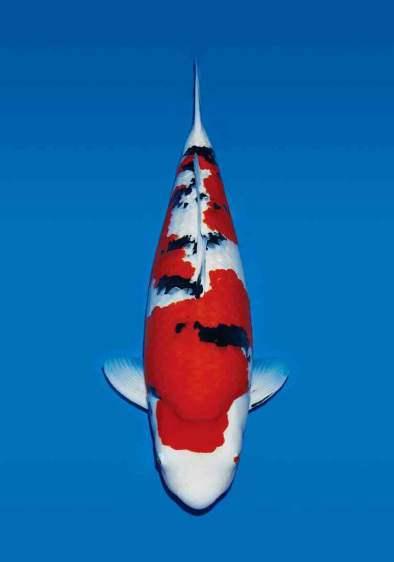 ZNA 59th International Koi Show Major Award Koi | Zen Nippon Airinkai