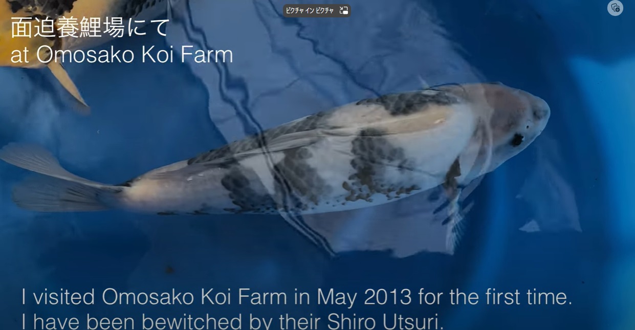 Omosako Shiro Utsuri with kage-sumi – Doki Doki Koi episode 2 | Zen ...