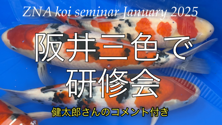 Zen Nippon Airinkai | for NISHIKIGOI fans